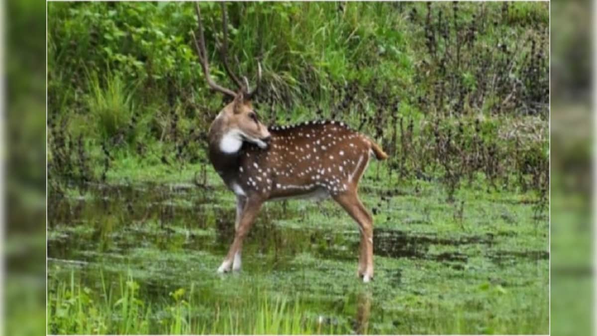 Can you spot the deer predator in this viral pic users figure it out ...