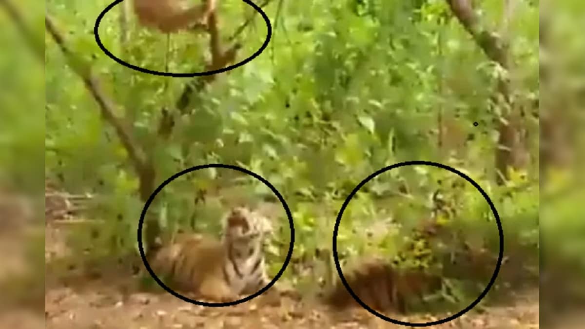 बंदर ने टाइगर को मारे थप्पड़ ही थप्पड़, Viral video देख छूट जाएगी हंसी ...