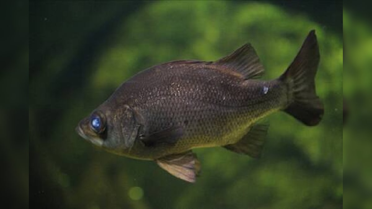 पानी छोड़ जमीन पर रहने लगीं ये मछलियां, जानिए कैसे हुआ यह कमाल | Fish ...