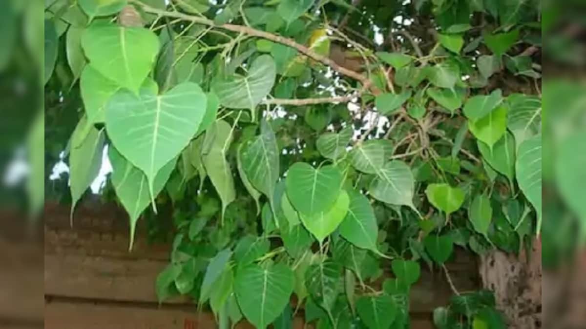 know growing peepal plant in the house is good or bad follow these ...