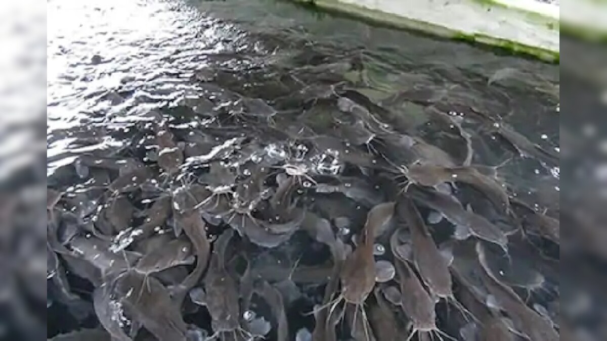 नए शोध के तरीके से पता चल सकेगा, किस इलाके में हैं ज्यादा मछलियां ...
