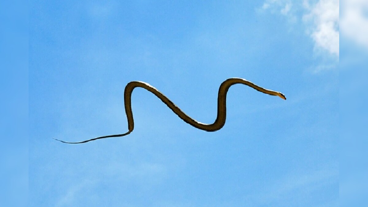 आखिर कैसे उड़ पाते हैं ये Flying Snakes, वैज्ञानिकों ने लगा लिया पता ...