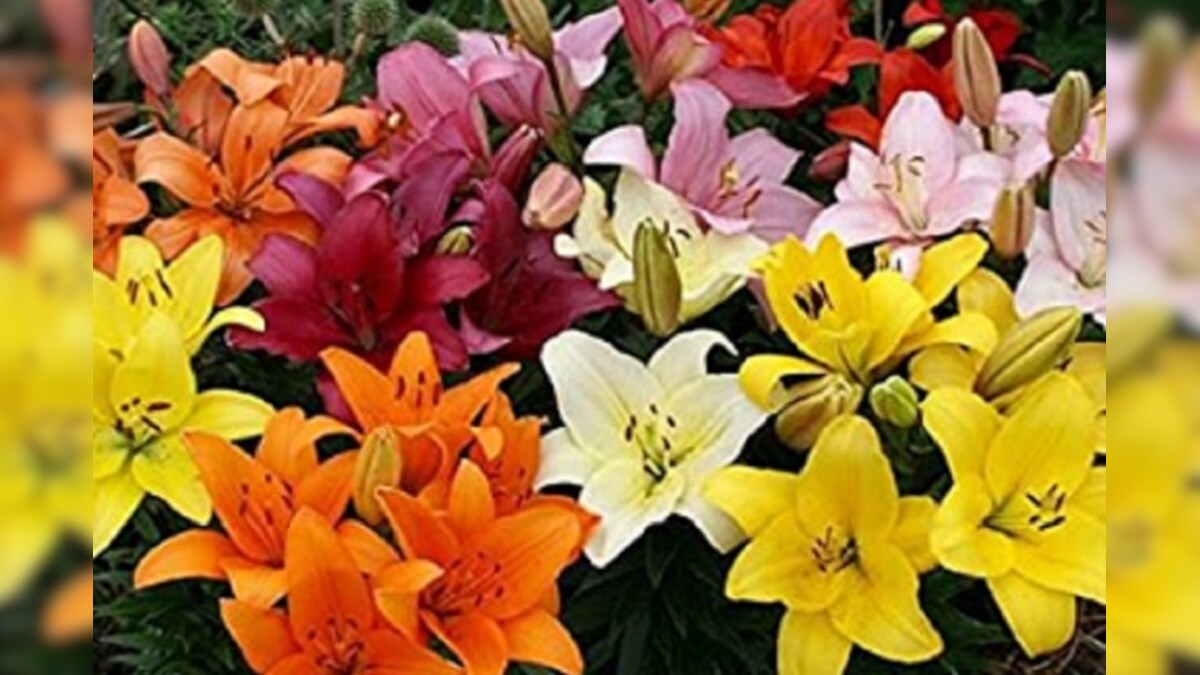 अल्मोड़ाः फूलों का भी दुश्मन बना Corona, लॉकडाउन में फेंकने पड़े लाखों ...