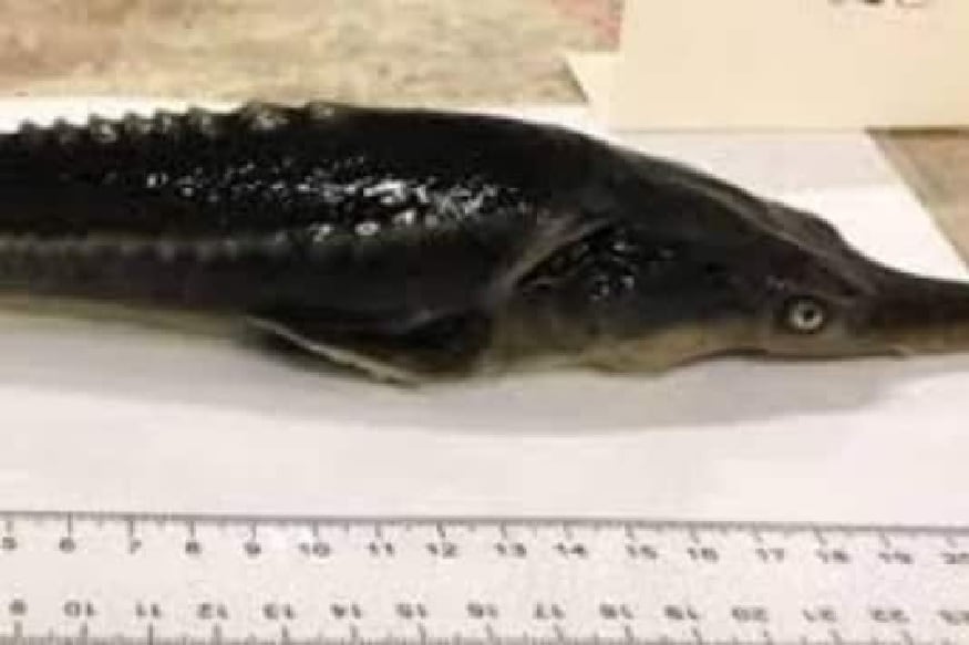 वैज्ञानिकों से हुई गलती और पैदा हो गई नई प्रजाति की मछली, जानिए कैसे ...