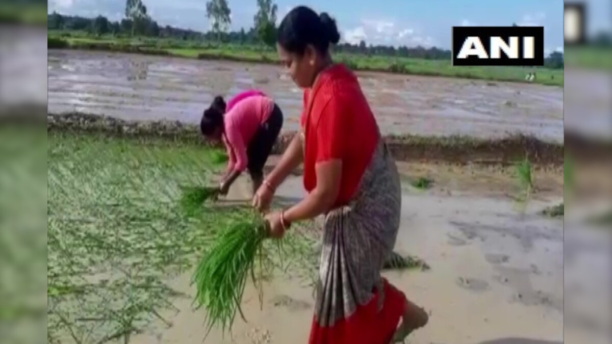 खेत में धान का रोपा लगाती दिखीं कांग्रेस सांसद फूलो देवी नेताम, कहा ...