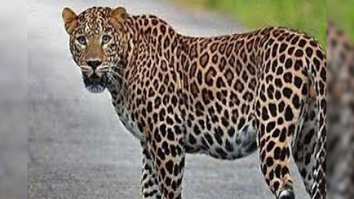 पूजा करने जा रही महिला को नरभक्षी गुलदार ने बनाया निवाला, आधे किमी तक ...