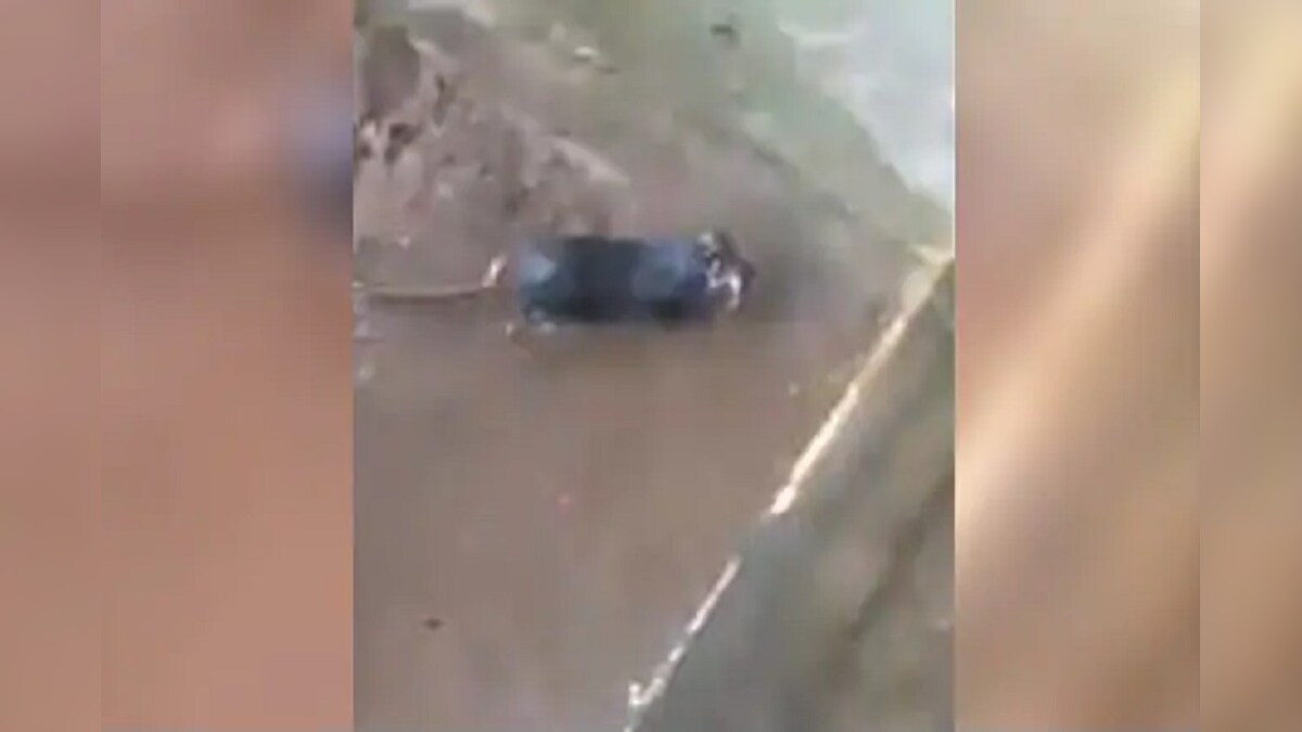 बारिश में पानी से भरे बिल में घुसकर चुहिया ने बचाई अपने बच्चों की जान ...