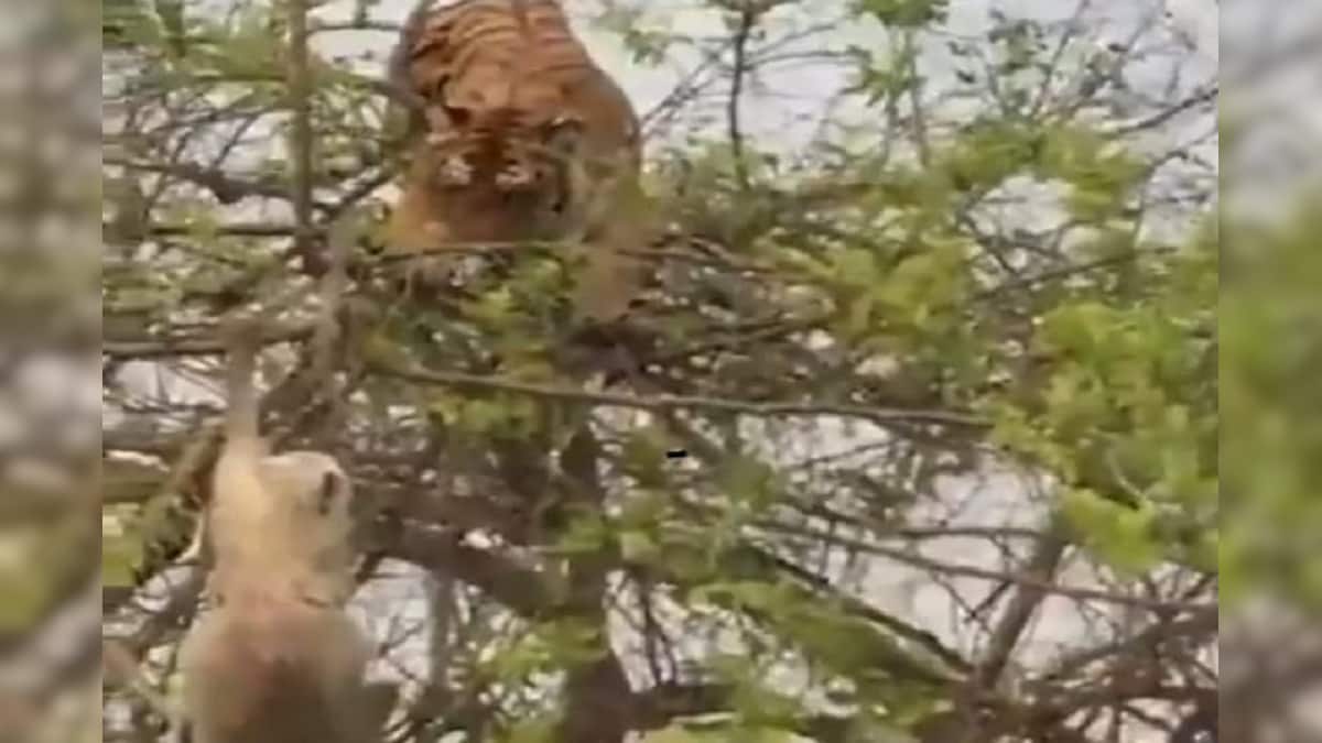 tiger chasing monkey viral video by gaur gopal das bgys | VIDEO: बन्दर ...