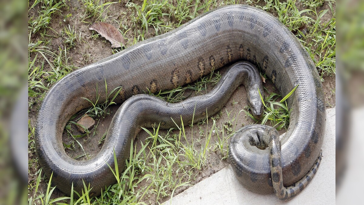 viral video when anaconda caught the huge crocodile you will amazed ...