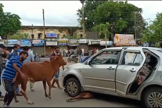 कार के नीचे दबे बछड़े को बचाने के लिए चक्कर लगाती रही गाय, वीडियो Viral