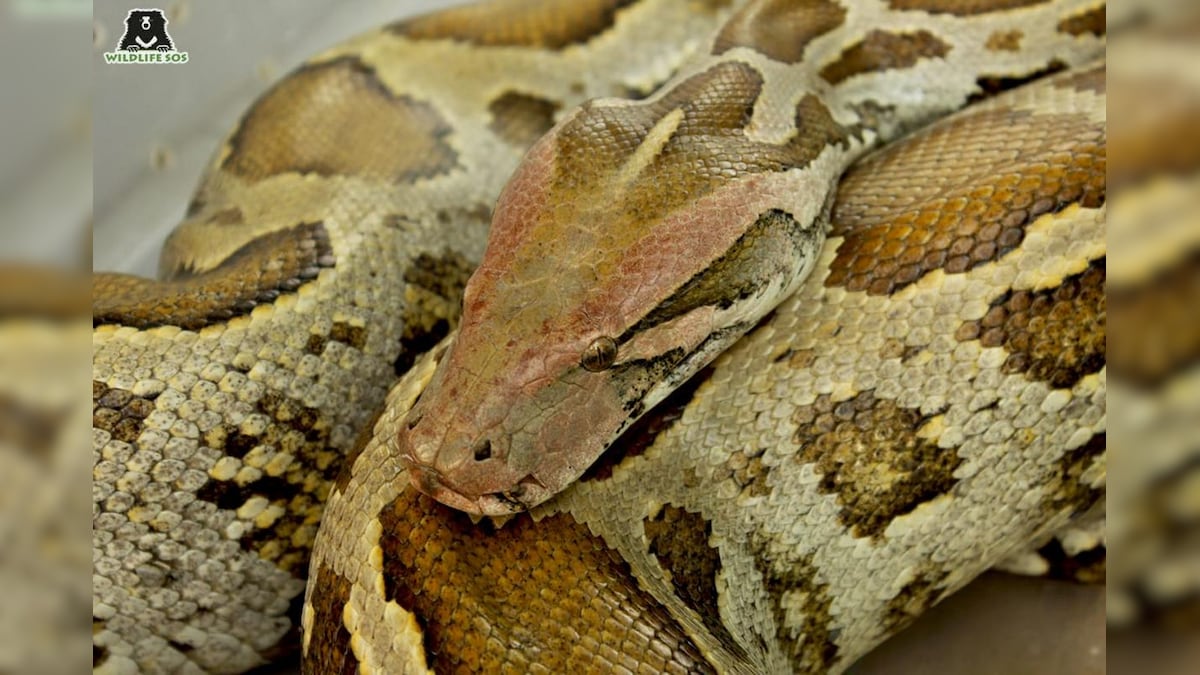 लॉकडाउन में Taj Mahal और उसके आसपास क्यों बढ़ रहा सांप-अजगर का कुनबा ...