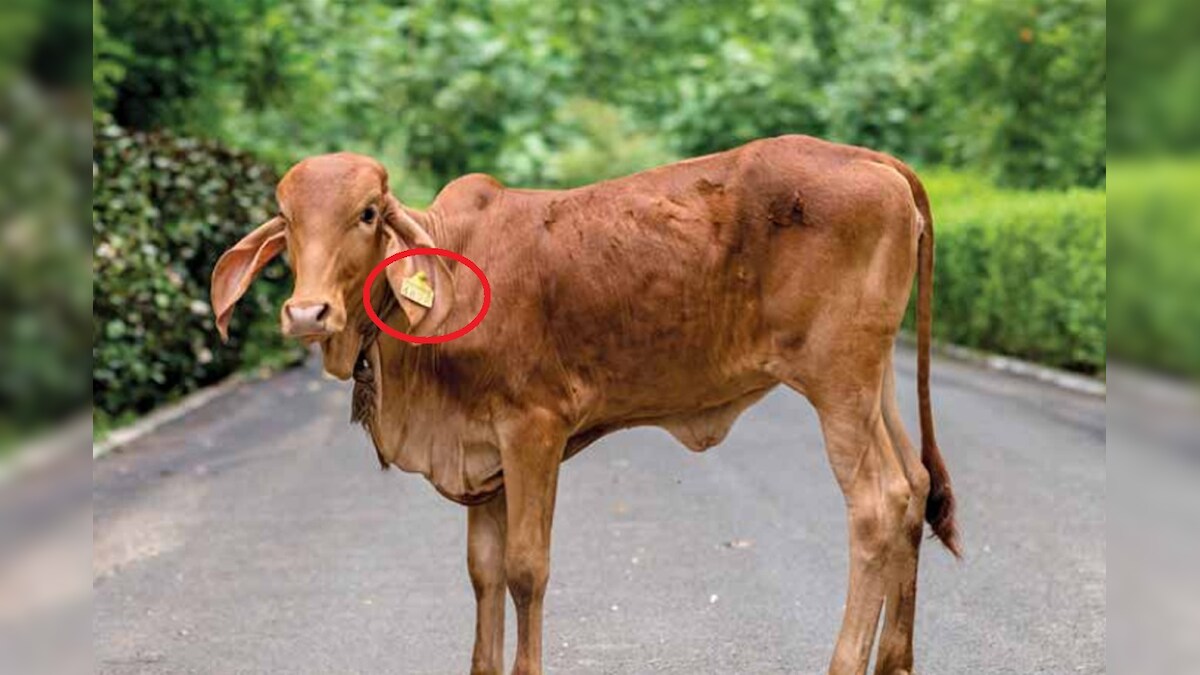 क्या है पशु आधार कार्ड, किसानों को कैसे मिलेगा इसका फायदा, जानिए इससे ...