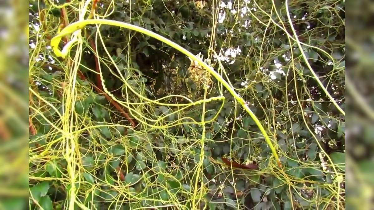 अमरबेल: बालों को चमकदार और सुनहरा कर देती है यह अद्भुत औषधि, जान लें ...