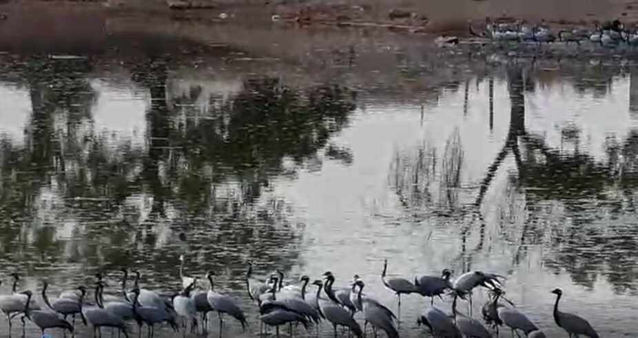 beautiful migratory Kurja birds reached jaisalmer, खूबसूरत प्रवासी ...