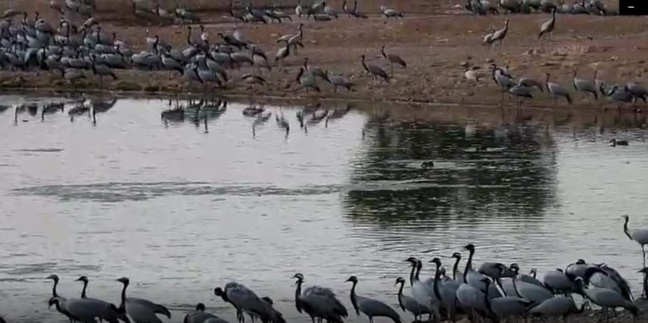 beautiful migratory Kurja birds reached jaisalmer, खूबसूरत प्रवासी ...