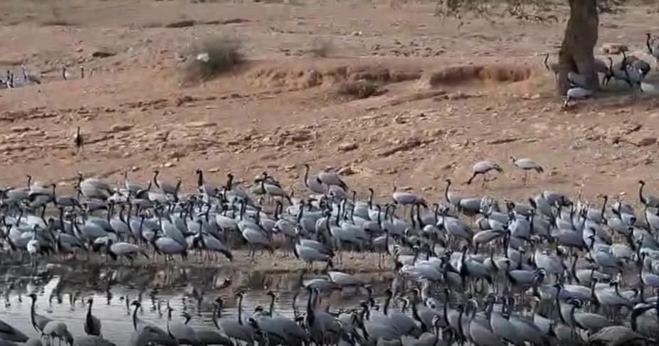 beautiful migratory Kurja birds reached jaisalmer, खूबसूरत प्रवासी ...
