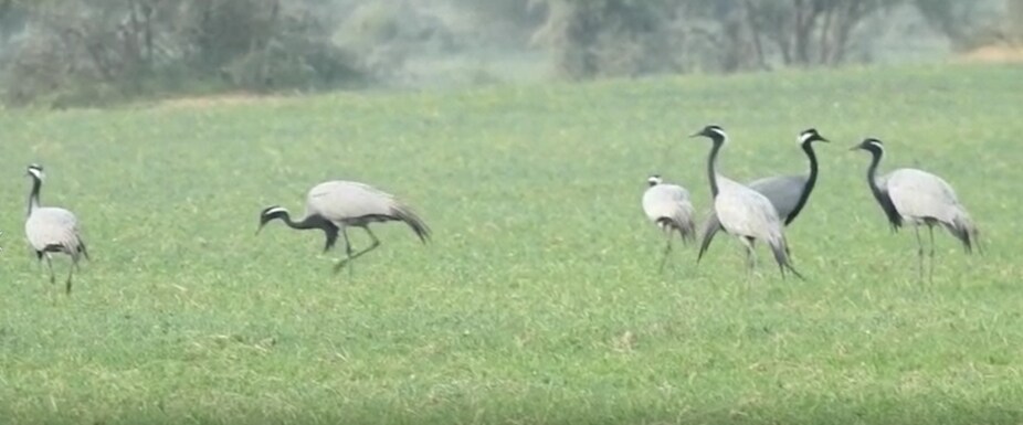 beautiful migratory Kurja birds reached jaisalmer, खूबसूरत प्रवासी ...