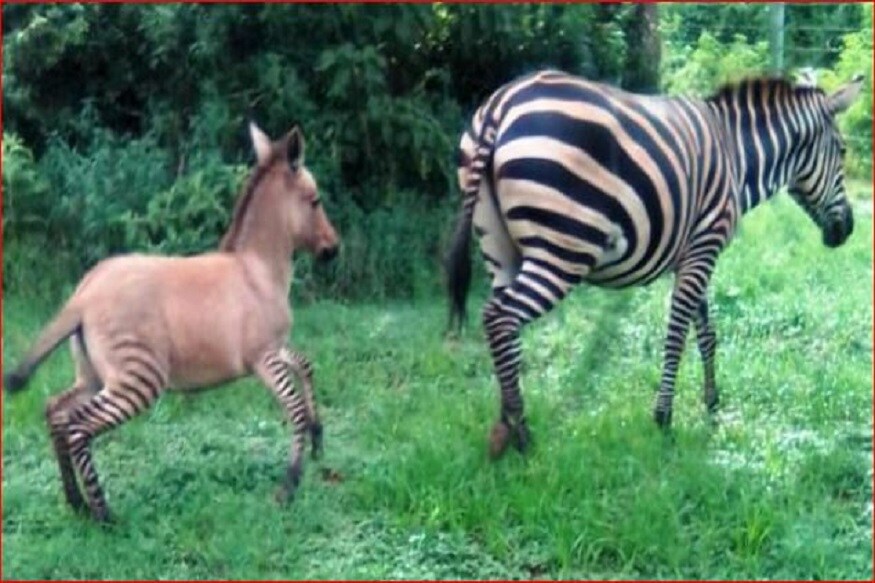 जेब्रा ने दिया बेहद अनोखे बच्चे को जन्म, सोशल मीडिया पर खूब पसंद की जा ...