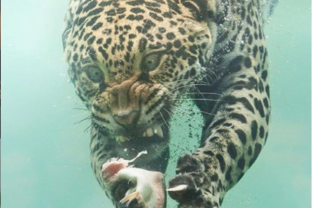 जगुआर ने पानी के अंदर यूं किया शिकार, खतरनाक PHOTOS देख हो जाएंगे हैरान ...