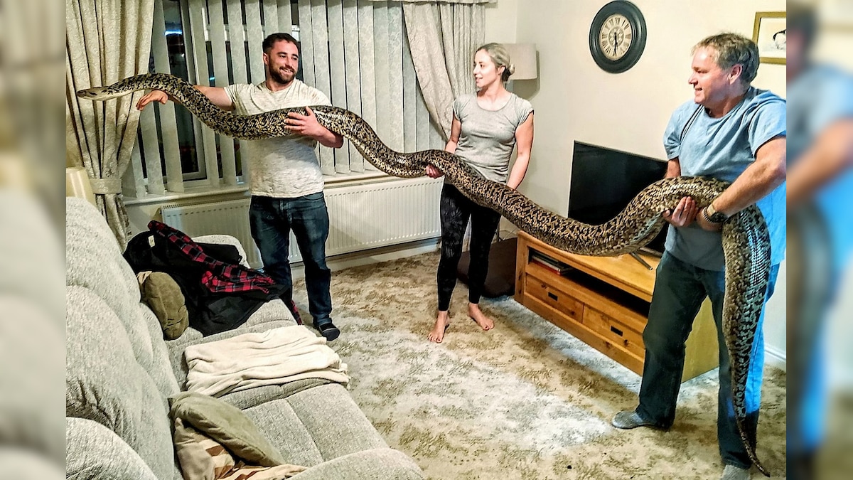 Viral Video: 8 इंच का सांप घर लेकर आया था शख्स, देखते-देखते हो गया 18 ...