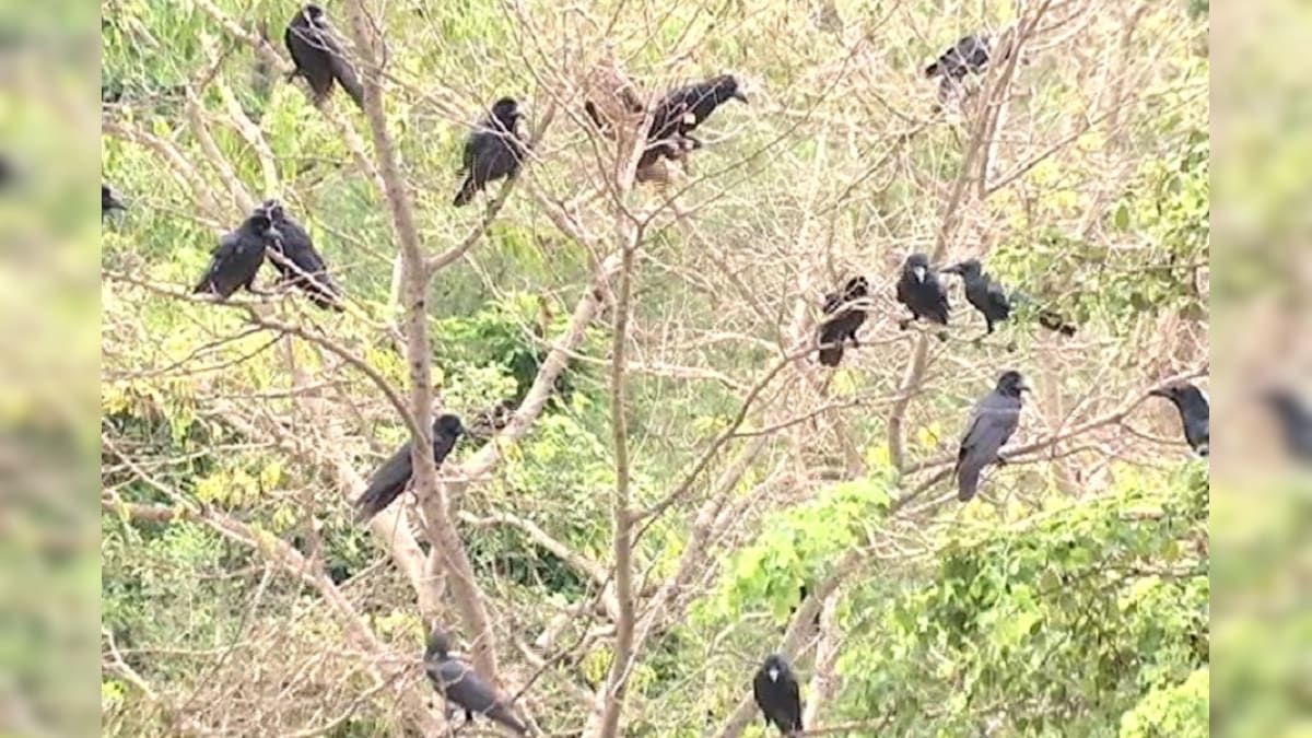 बर्ड फ्लू से खतरे में आया पहाड़ का अनोखा त्यौहार 'घुघुति'... यहां जानिए ...