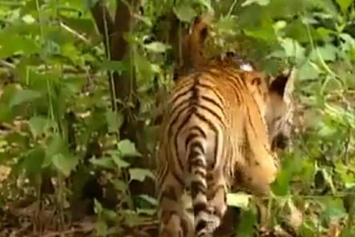 बंदर ने किया दो शेरों की नाक में दम, Video देखें कैसे किया जंगल के राजा ...