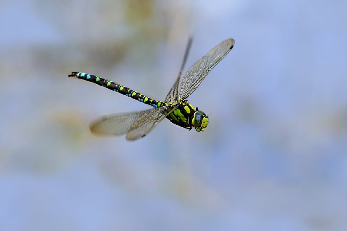 ड्रैगनफ्लाई ने दिखाई गिरते हुए विमानों को बचाने की तकनीक की राह ...