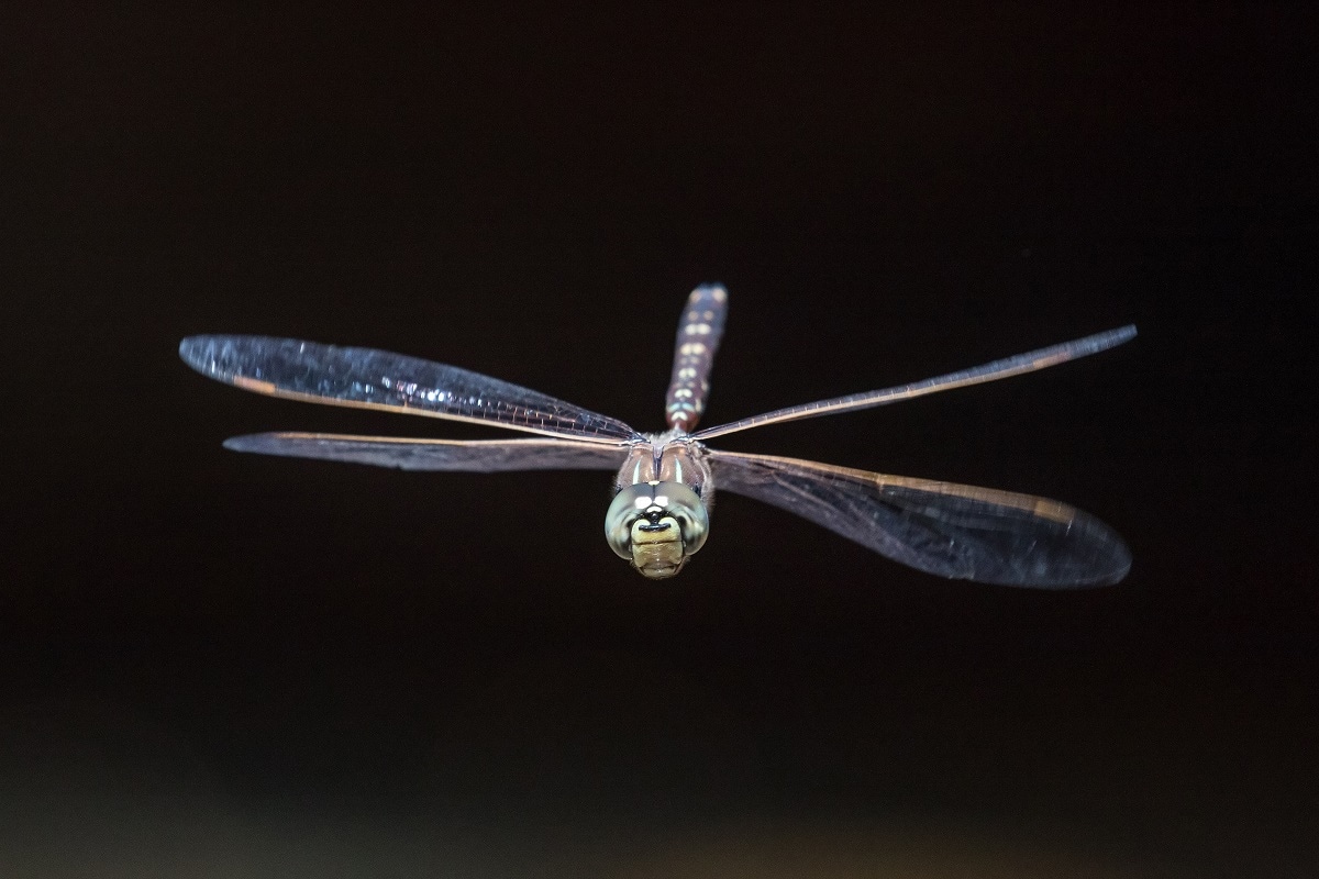 ड्रैगनफ्लाई ने दिखाई गिरते हुए विमानों को बचाने की तकनीक की राह ...