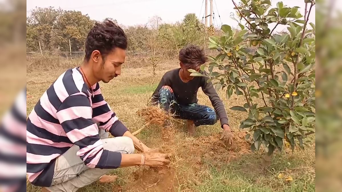झारखंड में बंजर जमीन पर फल रहे कश्मीरी सेब, इंजीनियरिंग के छात्र की ...