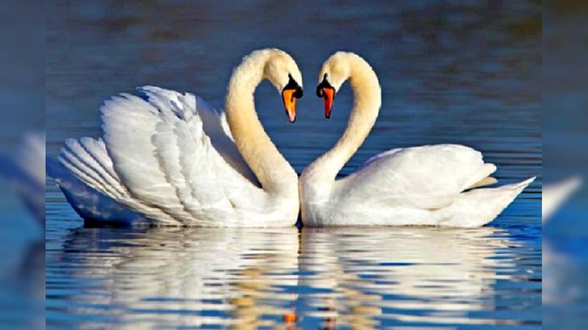 अजीबोगरीब तरीके से प्रोपोज करते हैं जानवर, कोई डांस तो कोई पैरों पर रख ...