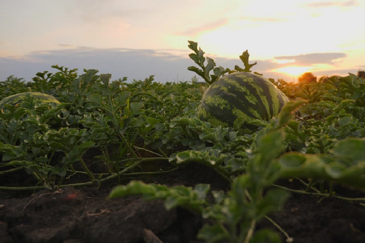 सबसे पहले कहां पैदा हुए थे तरबूज, नए शोध ने तोड़ी दशकों पुरानी धारणा ...