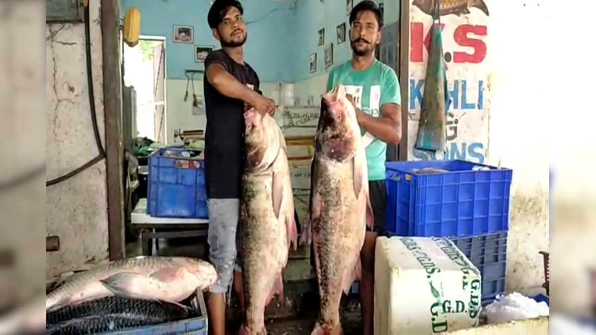 Rare kind of Fish caught in bilaspur Gobind Sagar Lake hpvk – News18 Hindi