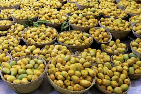 Jardalu Mango of Bhagalpur: राष्ट्रपति कोविंद और PM मोदी चखेंगे आमों के ...