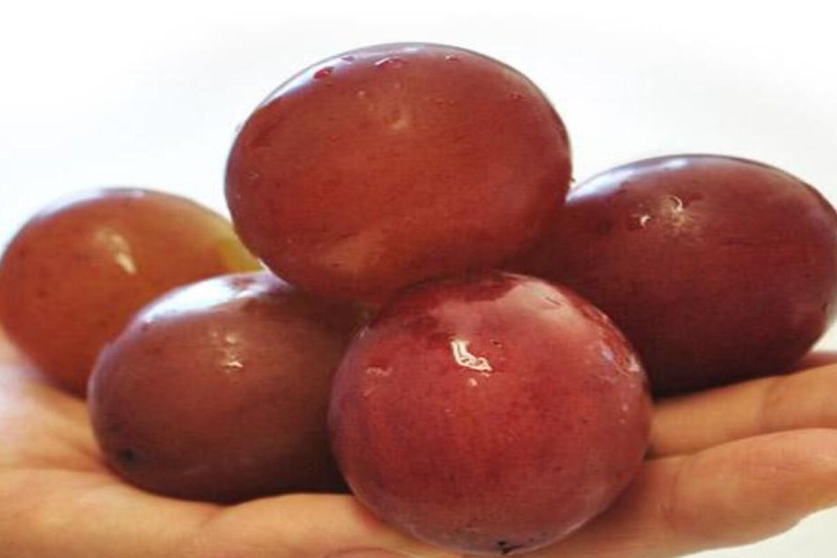 वो अंगूर जिसका 1 दाना बिकता है 35 हजार में, एक किलो के दाम में खरीद ...