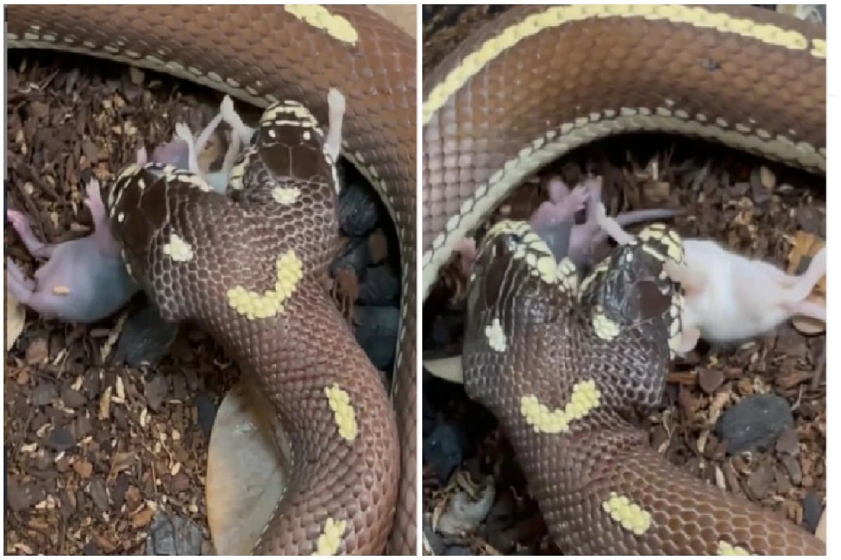 दोमुंहे सांप ने ऐसे खाया चूहा, कमजोर दिल वाले न देखें ये वीडियो |two ...