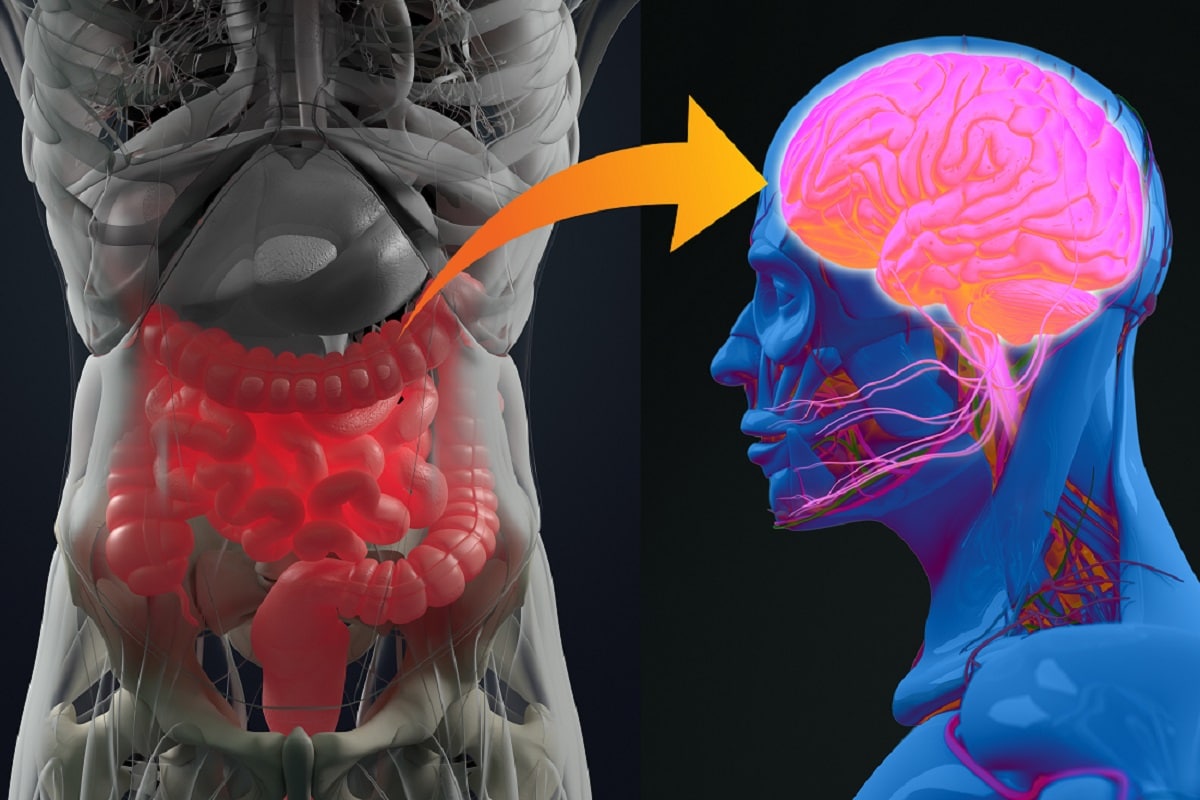 Enteric Nervous System Guts Second Brain Humans vertebrate animals ...