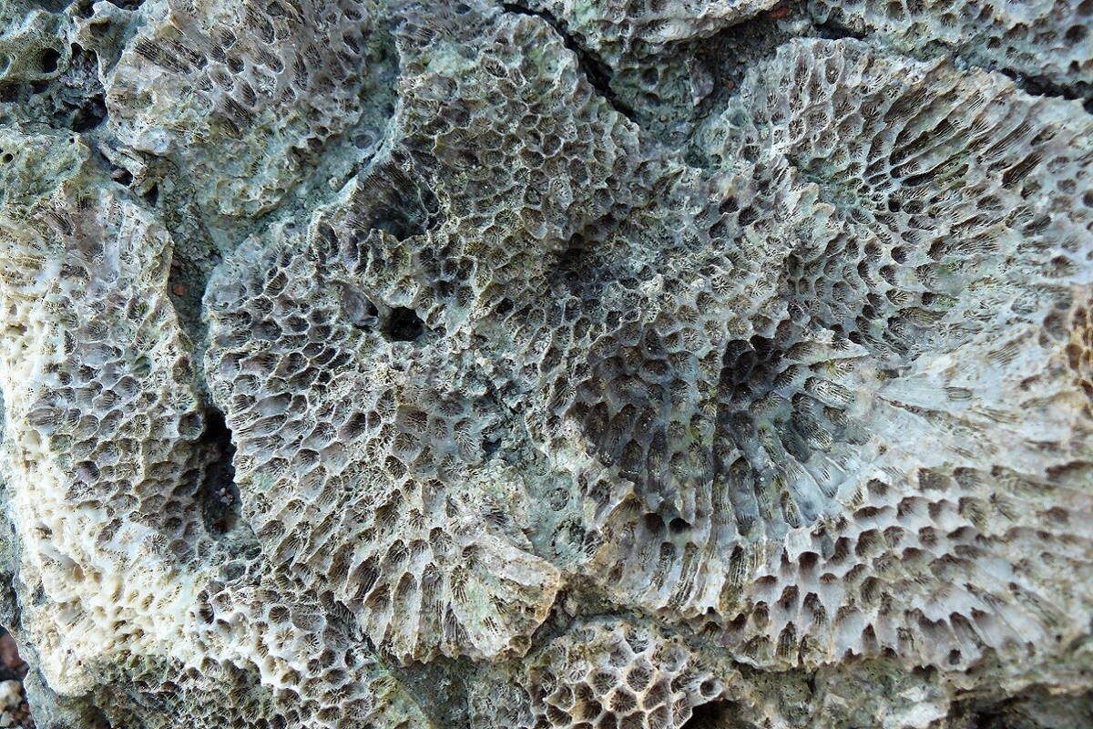 Canada Sponge fossils oldest animal life ever found – News18 हिंदी
