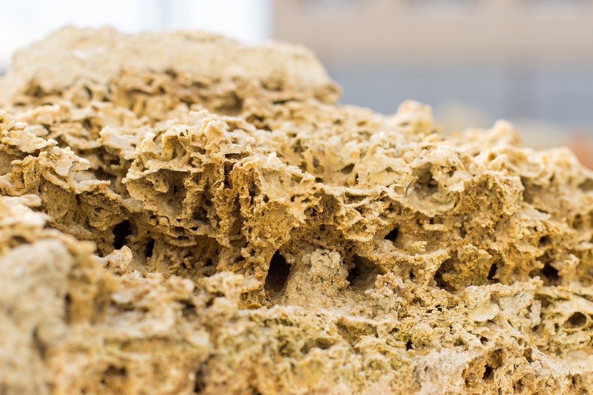 Canada Sponge fossils oldest animal life ever found – News18 हिंदी