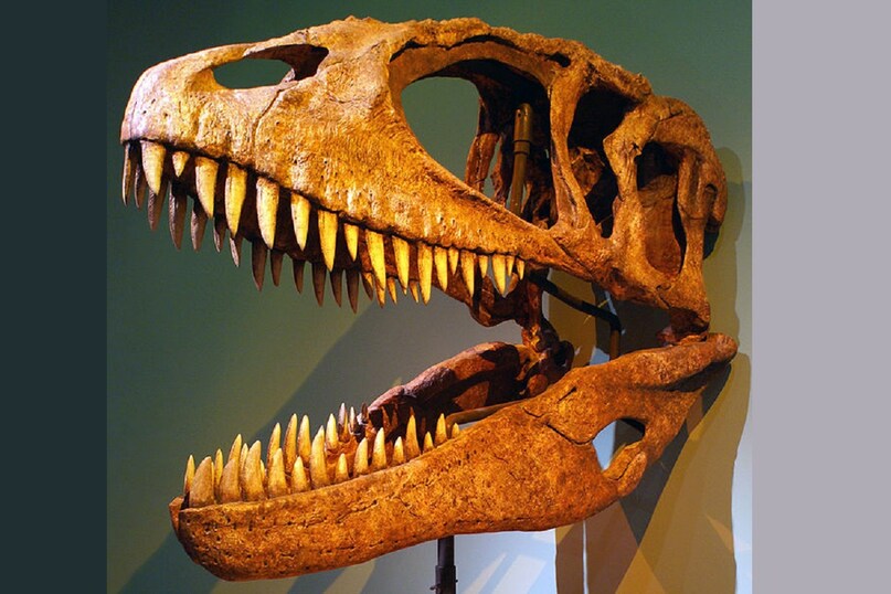 T Rex हमेशा नहीं थे अपने समय के सबसे खतरनाक शिकारी जीव - dinosaurs in ...