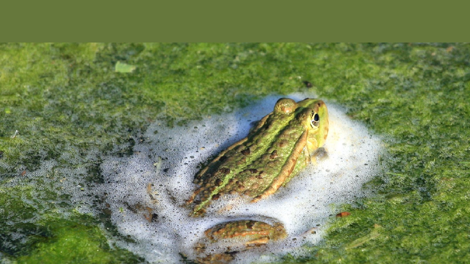 त्वचा के इलाज में सिंथेटिक फोम की तुलना में ज्यादा कारगर होता है मेंढका ...