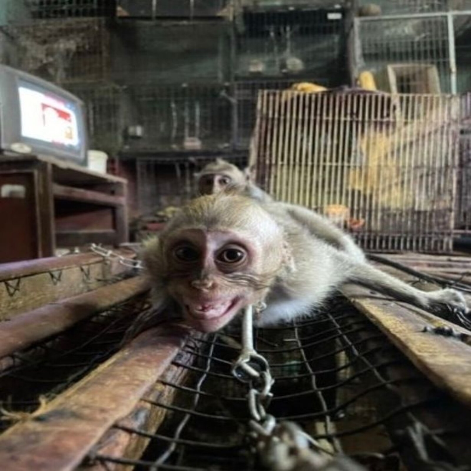 यहां लोहे की जंजीरों से बांध बेजुबानों पर ढाया जा रहा जुल्म, खुलेआम ...