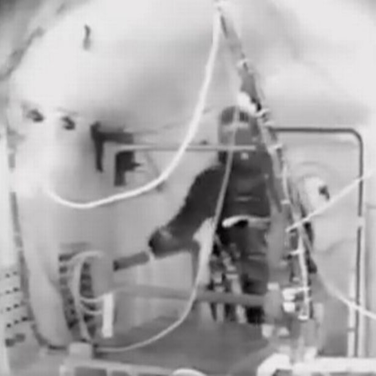 स्पेस में मौत के बाद क्या होता है डेड बॉडी के साथ? चैम्बर में मरने से ...