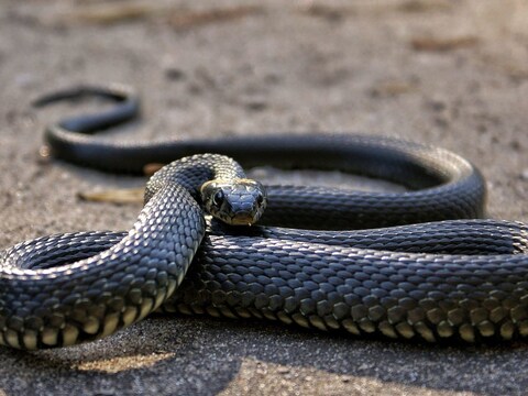 शेर की तरह सांप की भी होती है 'मौसी', बिना नर के पैदा कर सकती है बच्चे ...