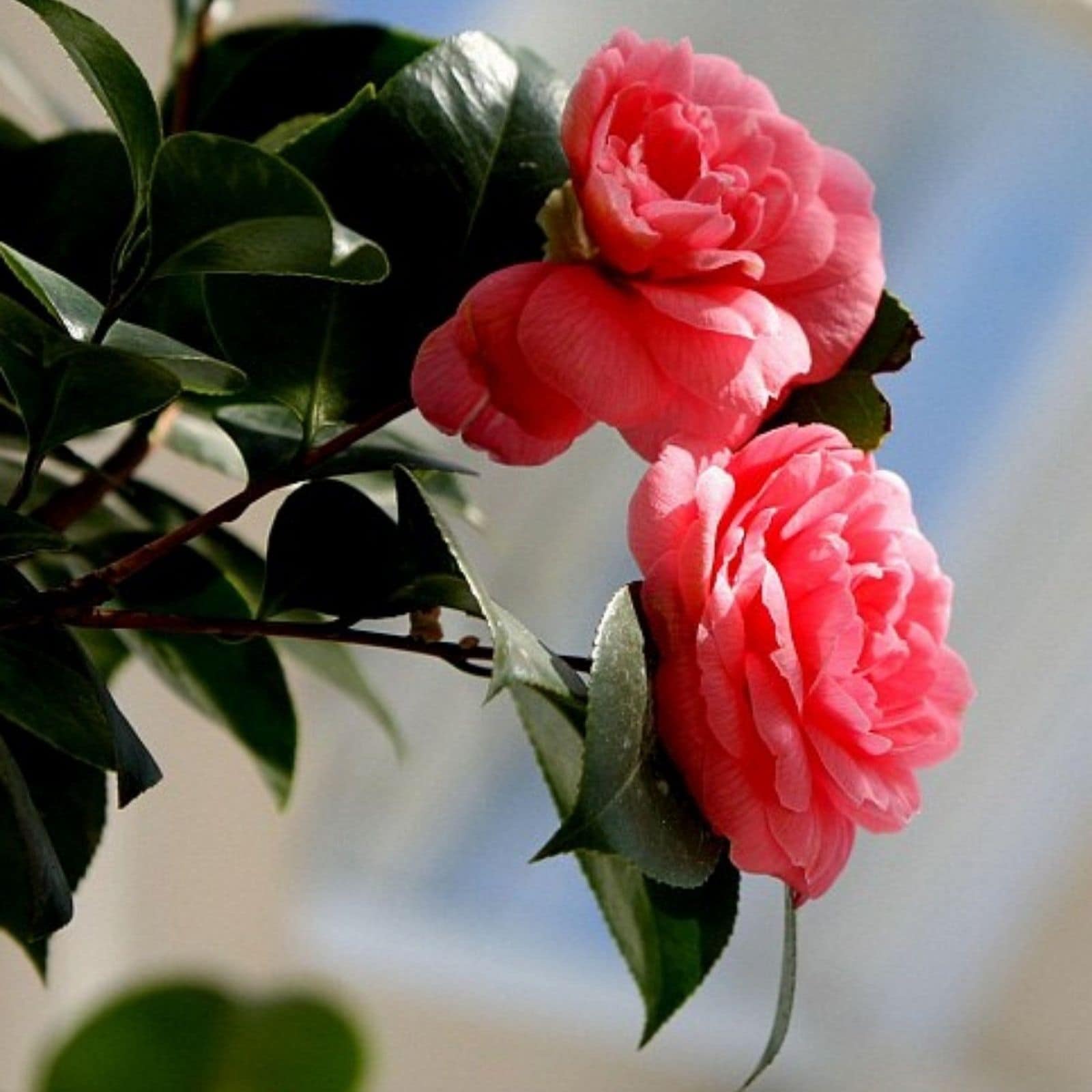 सिर्फ 2 जगह पर खिलता है दुनिया का सबसे दुर्लभ फूल! कभी 3 लाख रुपये हुआ ...