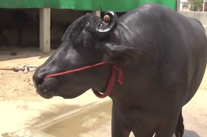 Death of Sultan Bull: लाखों रुपये में बिकता था 'सुल्तान' का स्पर्म ...