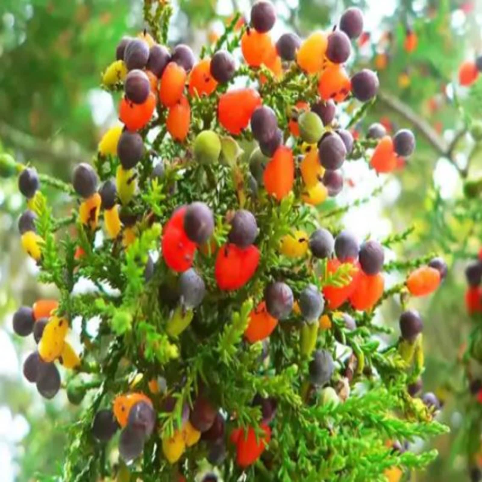 वो पेड़ जिस पर एक साथ उगते हैं 40 किस्म के फल, 1 डाल की कीमत जान हो ...