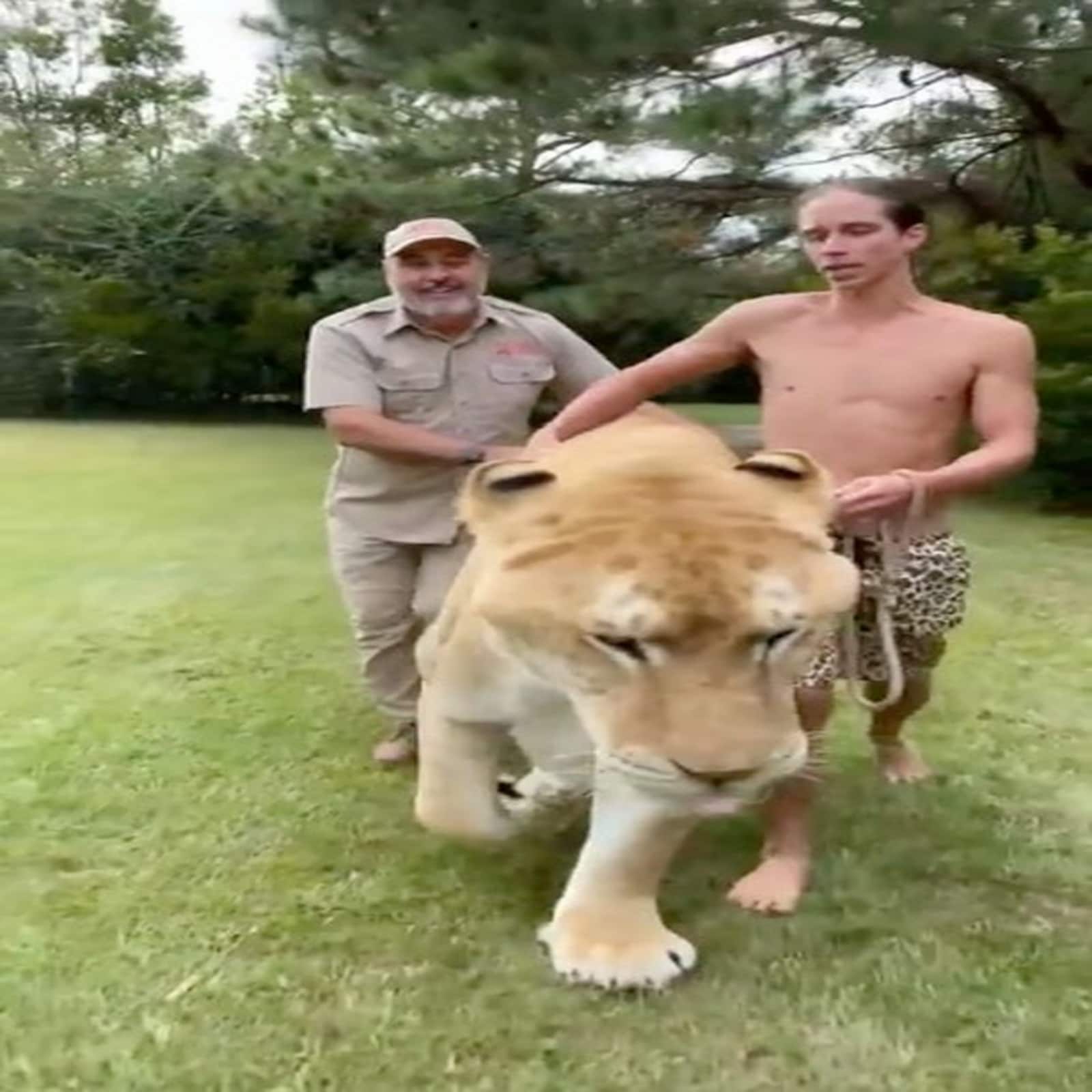 worlds biggest cat hercules born by pairing lion and tiger amazes ...