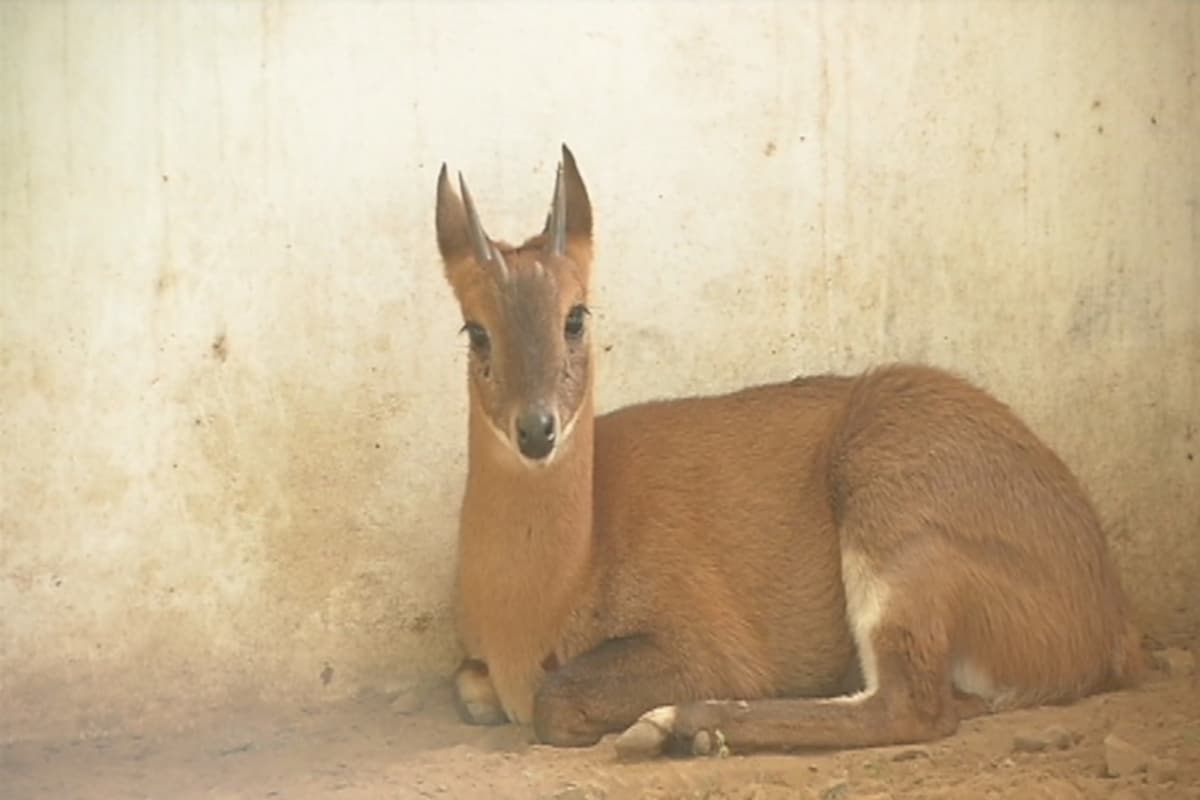 पहली बार छत्तीसगढ़ से राजस्थान पहुंचा बेहद दुर्लभ हिरण, जानें क्यों है ...
