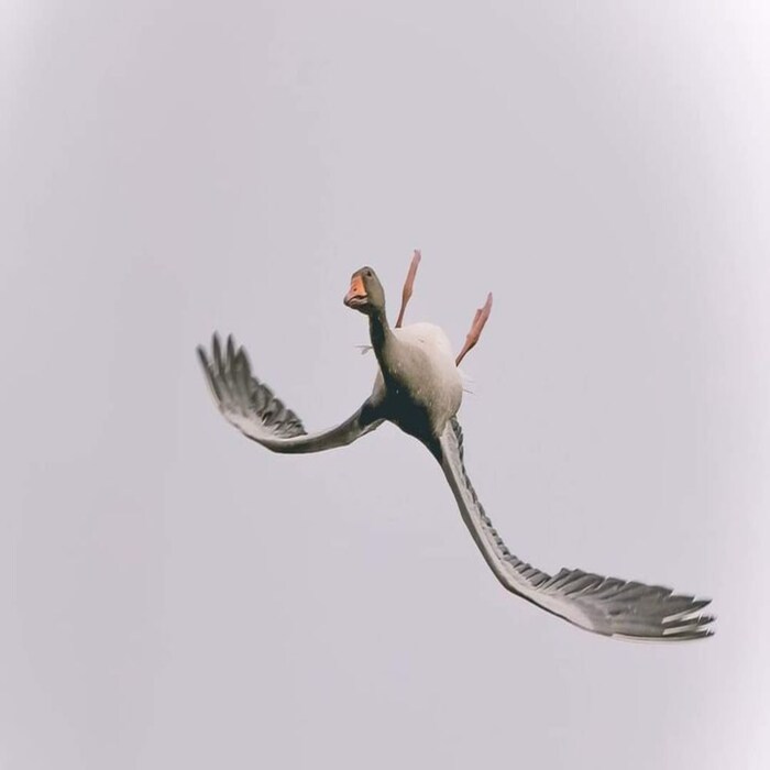 Know the reality of goose flying upside down in viral photo sankri ...