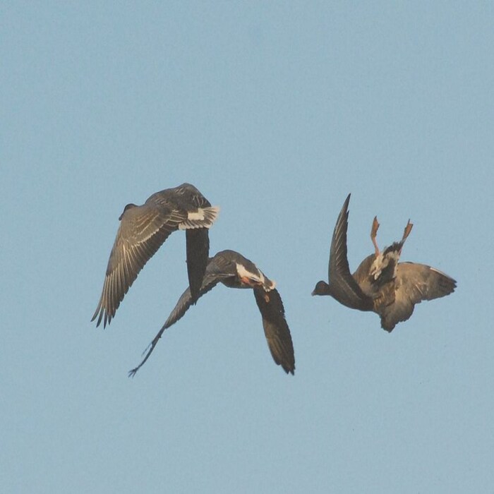 Know the reality of goose flying upside down in viral photo sankri ...